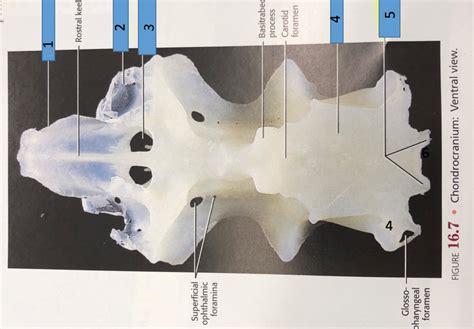 Ventral Chondrocranium Diagram Quizlet