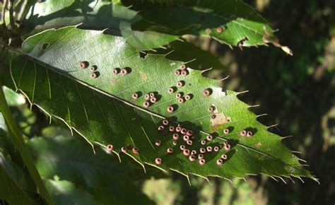 クヌギハケツボタマフシクヌギの虫こぶ 植物アルバム 華実