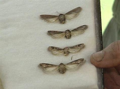 Dividing Irisiris Borer Watch On Pbs Wisconsin