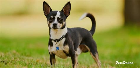 Chihuahua Colours Pets Online