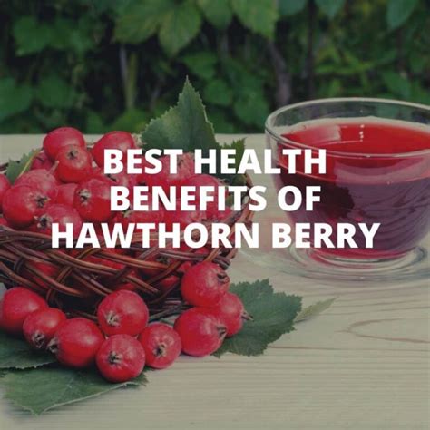 Health Benefits Of Hawthorn Berry Sixmd