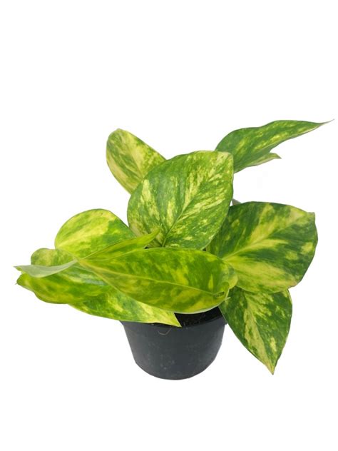 SCINDAPSUS PINNATUM HICOLOR EPIPREMNUM NOWOŚĆ oficjalne archiwum Allegro