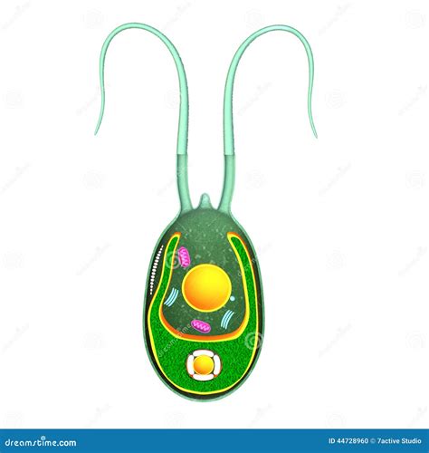 Structure Of Chlamydomonas Cell Vector Illustration