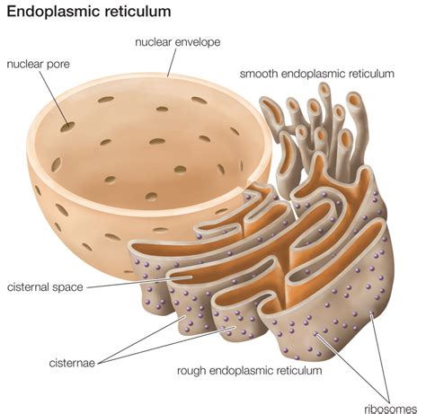Cell Structure And Functions Class 8 Notes Science Free Pdf