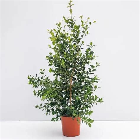 Eugenia Myrtifolia New Port V 17 70 Cm Siepe Sempreverde Vivaio Annese