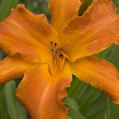 Rainbow Rhythm Primal Scream Daylily Plant Library Pahl S Market