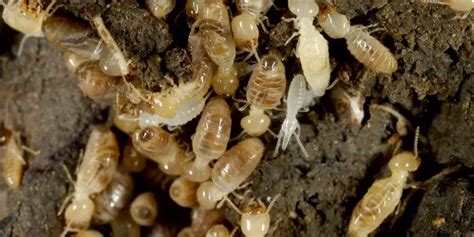 What Do Termites Look Like Revealing The Truth About Their Appearance
