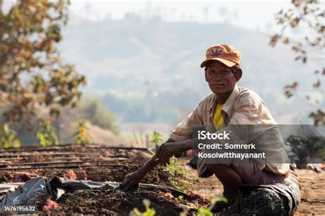 농장 부지에서 플라스틱 뿌리 덮개의 잔해를 청소하는 작업자 이주 노동자에 대한 스톡 사진 및 기타 이미지 이주 노동자 직업 남자 Istock