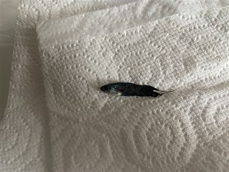 Rip Guppies Old Age Disease Both Diseases Aquarium Co Op Forum