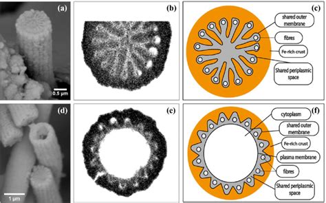 Sem Images A D Fib Sem Images B E And Conceptual Representations
