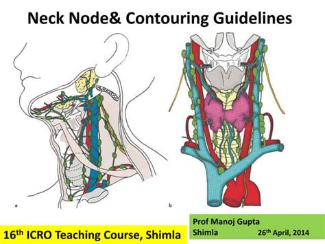 Levels Of Lymph Nodes In Head And Neck Pptx