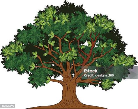 Vector Oak Tree向量圖形及更多橡樹圖片 橡樹 插圖 大自然 Istock