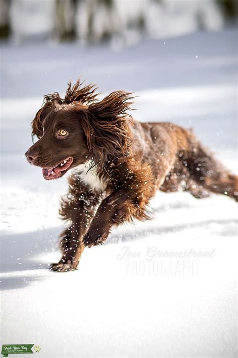 English Cocker Spaniel Field Stud Stud Dog In Texas United States