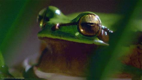 Tree Frog GIFs Get The Best GIF On GIPHY Tree Frog GIFs Get The Best GIF On GIPHY