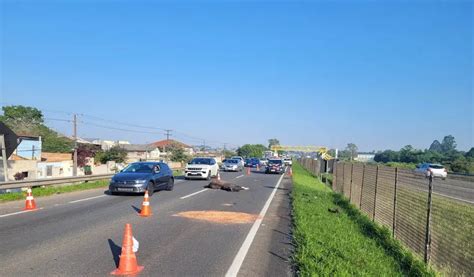 Cavalo Solto Na BR 277 Provoca Acidente Morte De Motoqueiro Estradas