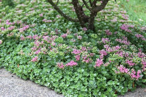 John Creech Stonecrop Monrovia John Creech Stonecrop Sedum Backyard Plants Monrovia Plants