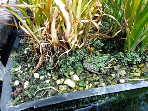 Download Frog Pond Garden Royalty Free Stock Illustration Image