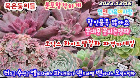 다육이사랑 3이쁜 묵둥이들 할인품목 많아요러우금수연금벤바디스원종엘리자베스파키포리아덴트라쨈패러독스화이트팜철화핑크마녀철화둥근잎꽃피는염좌 Youtube