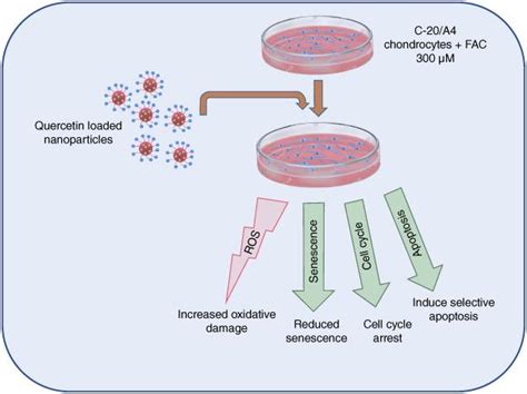 Mutasem Qalaji On Linkedin Nanoparticle Delivered Quercetin Exhibits Enhanced Efficacy In