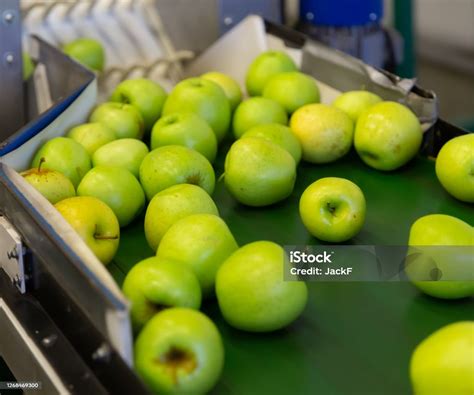 선별 생산 라인의 컨베이어 벨트에 잘 익은 품질의 사과의 보기 0명에 대한 스톡 사진 및 기타 이미지 0명 과일 농업 Istock