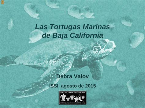PDF Las Tortugas Marinas De Baja California Las Tortugas En La