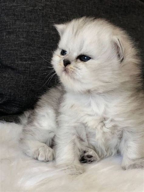 котятки_jpg