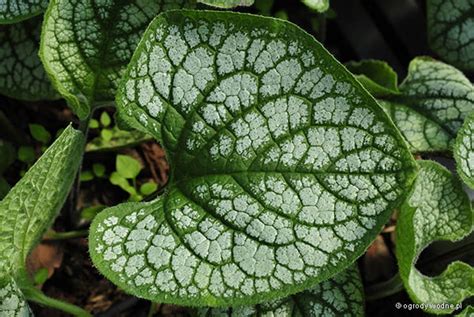 Brunnera Macrophylla „sea Heart” Brunera Wielkolistna Sadzawka Pl