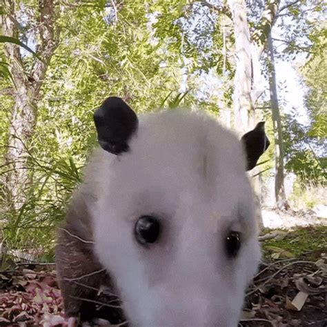 The Opossum Alley
