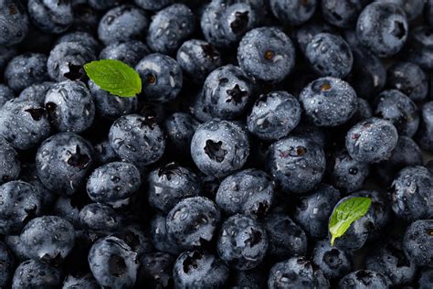 Blueberry conheça os principais benefícios da fruta para a saúde