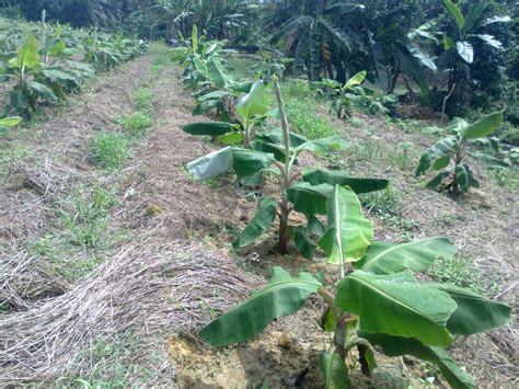 Aku Petani Pisang Tanduk Apa Kata Anda