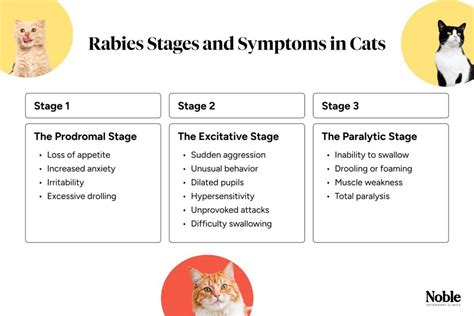 Rabies In Cats Causes Signs And Prevention Worldpetinfo Com