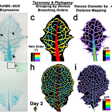 Arabidopsis As Model Organism Of Leaf Venation Patterning In Dicot Download Scientific Diagram