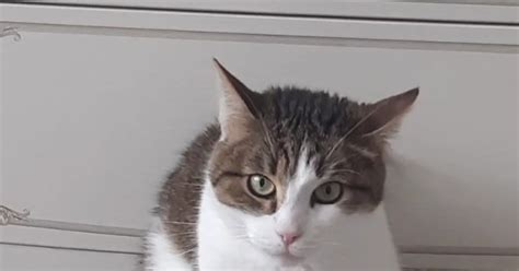 Помогите найти кота Антошу Пикабу