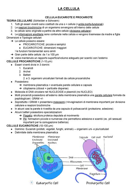 Citologia La Cellula Docsity