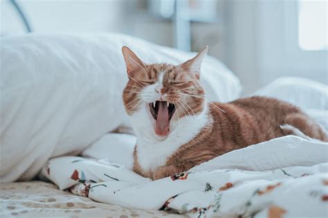 Excessive Meowing In Cats Explained Causes And Solutions Cuddly Blog