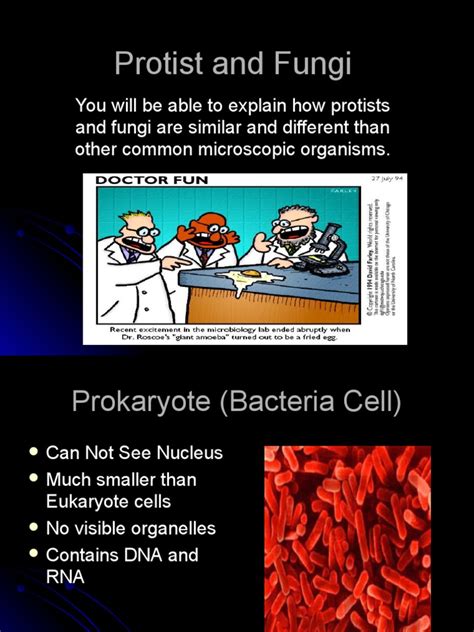 Protist And Fungi Pdf Cell Biology Eukaryotes