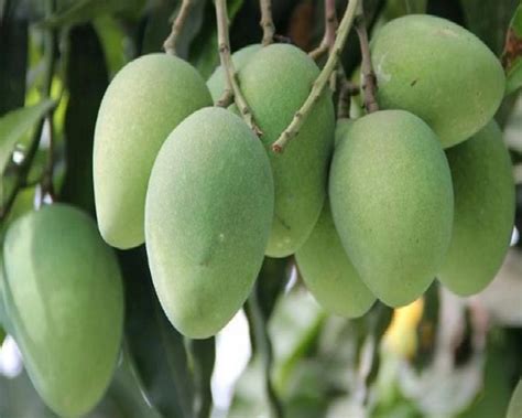 Benefits Of Raw Mango उन्हाळ्यात कच्चा आंबा खाल्ल्याने हे फायदे मिळतात