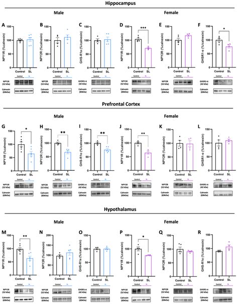 Postnatal Overfeeding Downregulates Npy Signalling At Central Level Download Scientific Diagram