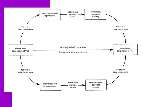 Diagram Body Temp Regulation Diagram Mydiagramonline