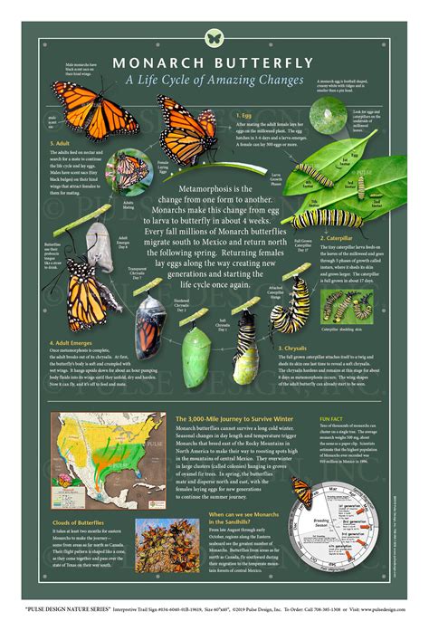 Monarch Butterflies Life Cycle