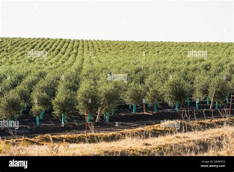 Cultivation Of Olive Trees Olive Tree Farm La Janda Cadiz Southern