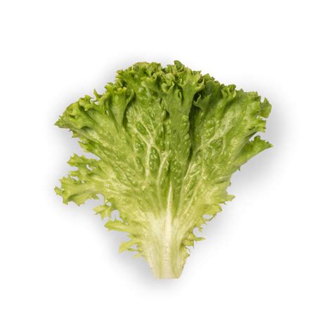 Lollo Verde Grupo Lucas