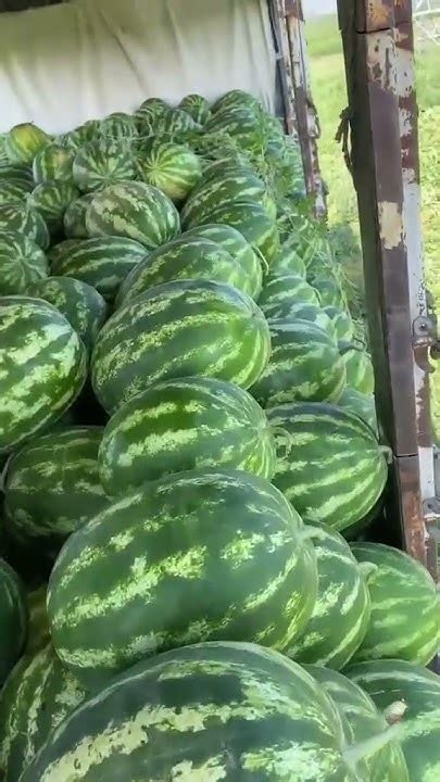 Погрузка 🍉🚛 Youtube