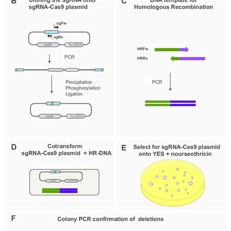 Pdf A Crisprcas9 Based Method And Primer Design Tool For Seamless