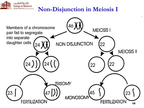 1 Female Reproductive System And Embryonic Developmentpdf