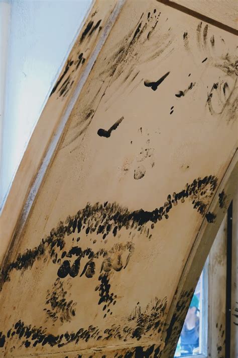 The History And Lore Of Donalds Dino Bash In Dinoland U S A