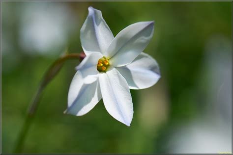 ハナニラ 花韮 by ted hym ID12286317 写真共有サイト PHOTOHITO