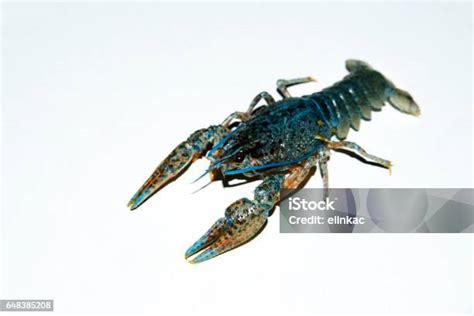 살아있는 왕새우 흰색 배경 라이브 대 근접 촬영 신선한 바닷가재에 고립 맥주 간식 강 대입니다 갈고리 발톱에 대한 스톡 사진 및