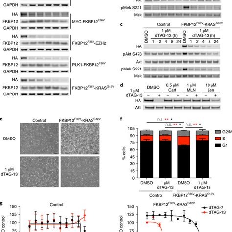 The Dtag System For Immediate And Target Specific Protein Degradation