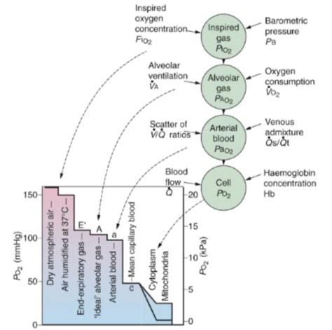 9 Oxygen Flashcards Quizlet